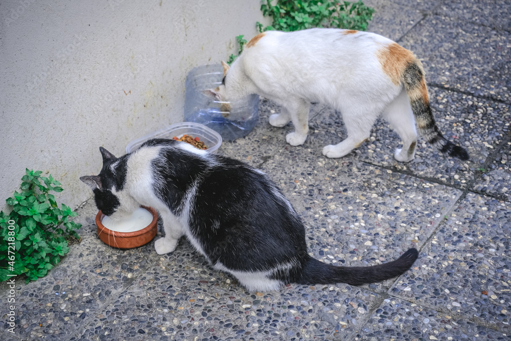 Foto de Black and white cat (Felis catus) drinking milk from a brown ...