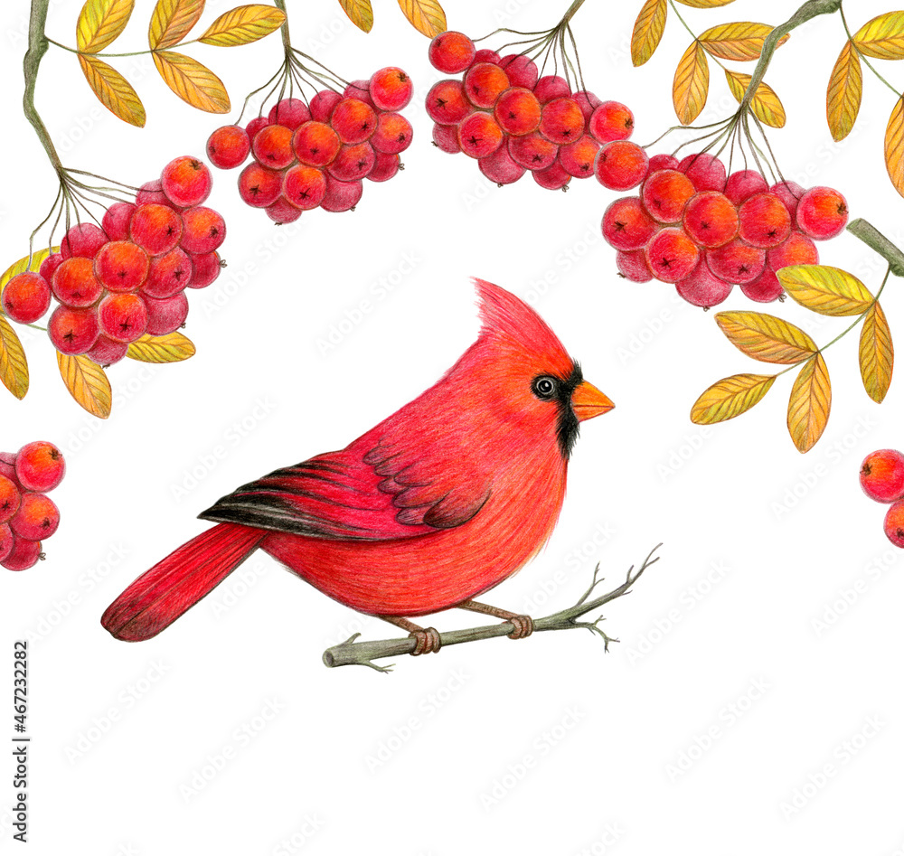 Red cardinal bird sits on rowan branch. Northern cardinal bird. Colored ...