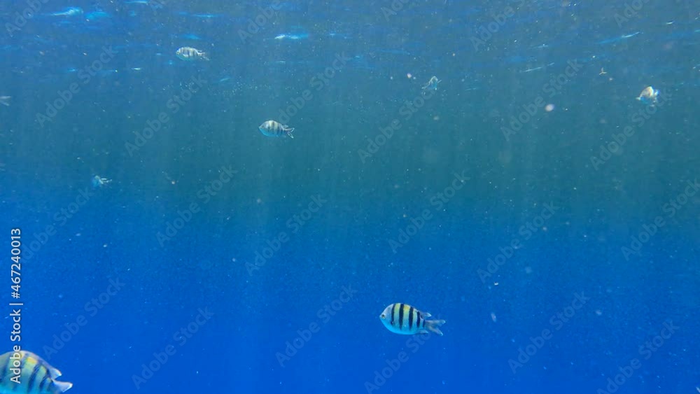 Surface water rich in plankton. Visually distinguishable plankton-rich ...