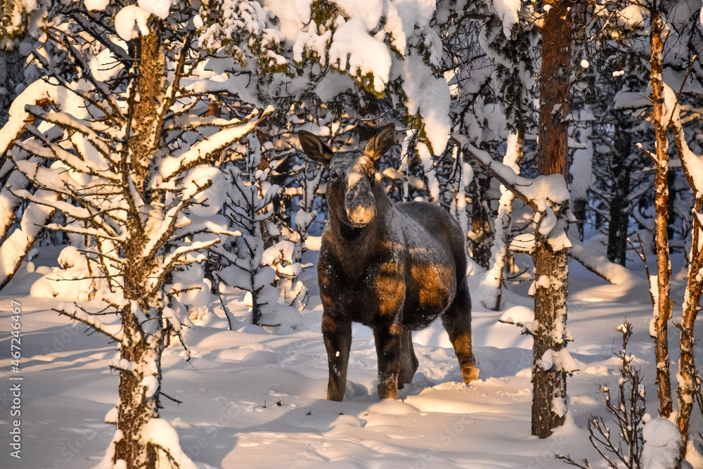 moose in the forest Swedish lapland Stock Photo | Adobe Stock