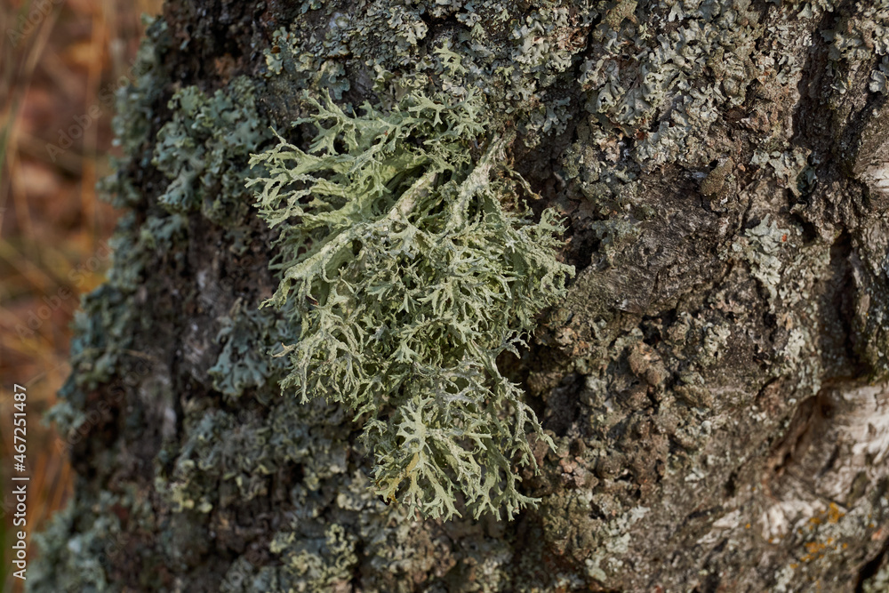 Parmelia sulcata (lat. Parmelia sulcata) - type of lichen genus ...