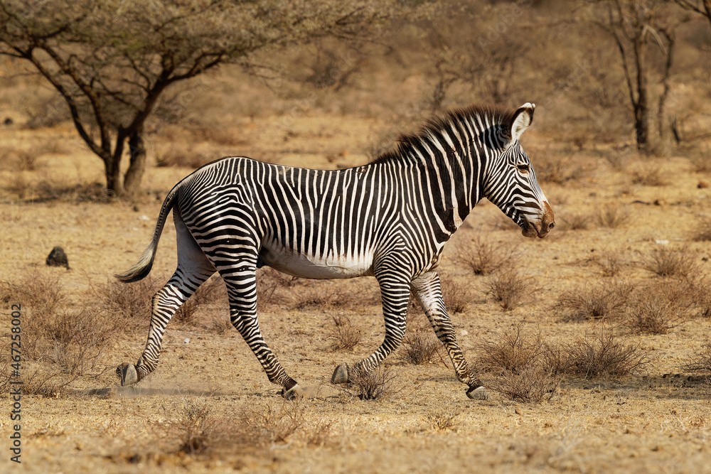 Grevys Zebra - Equus grevyi also Imperial zebra, largest living wild ...