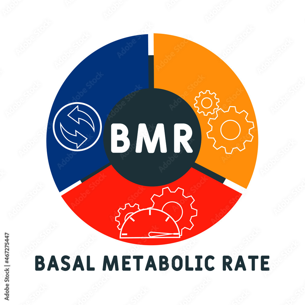 BMR - Basal Metabolic Rate acronym. medical concept background. vector ...