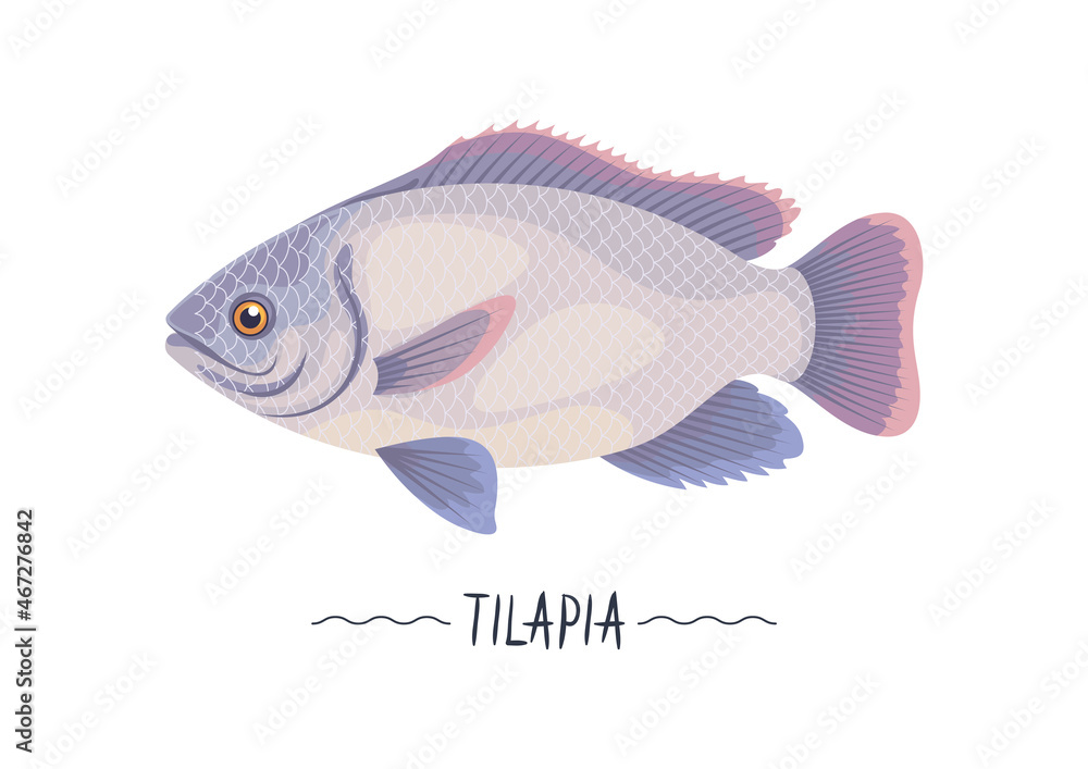 Tilapia fish fresh raw vector icon, sign, simbol, object. Helthy tasty ...