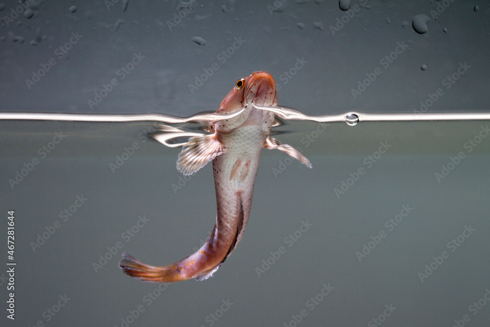 Snakehead fish .Channa pulchra is a species of snakehead fish in the ...