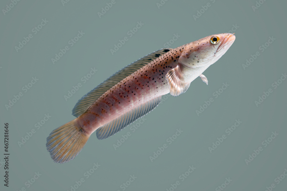 Snakehead fish .Channa pulchra is a species of snakehead fish in the ...