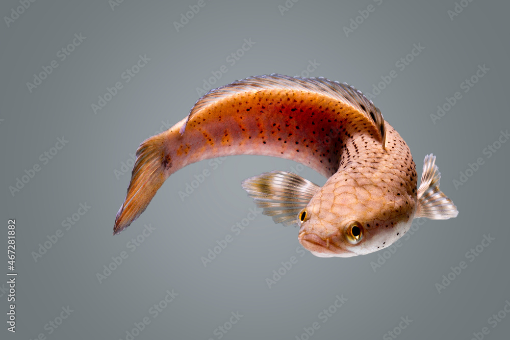 Snakehead fish .Channa pulchra is a species of snakehead fish in the ...