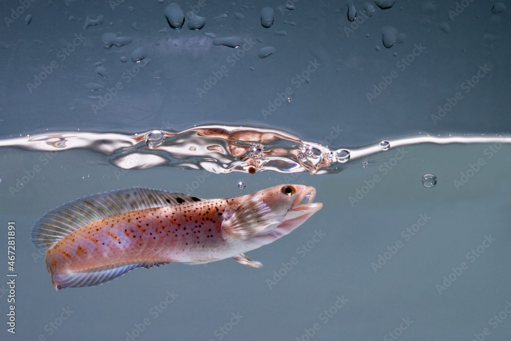 Snakehead fish .Channa pulchra is a species of snakehead fish in the ...