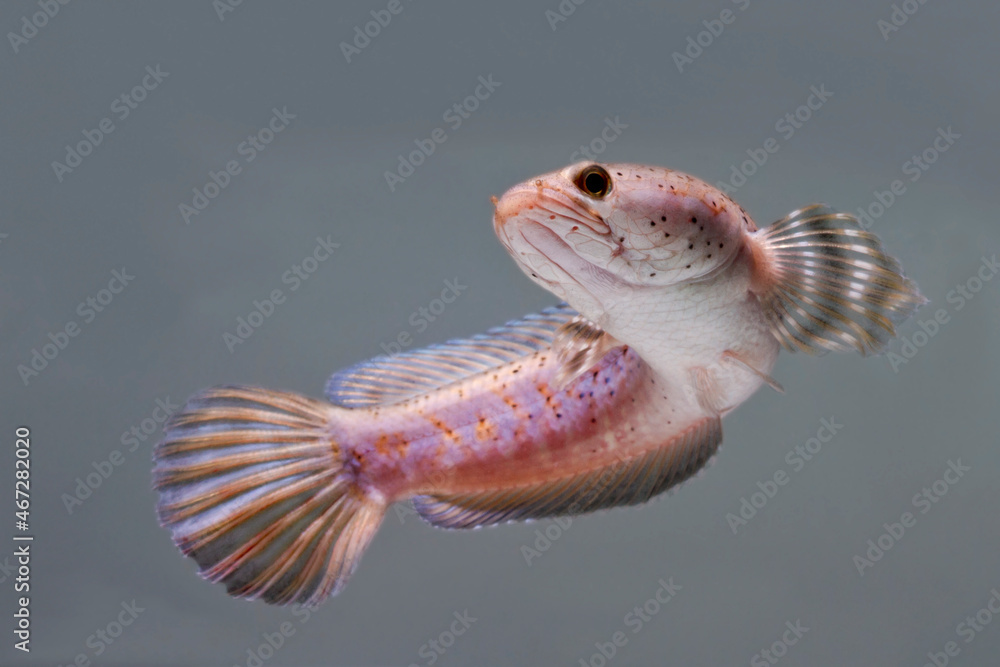 Foto de Snakehead fish .Channa pulchra is a species of snakehead fish ...