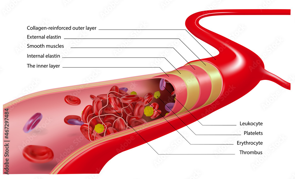 Vein and blood structure diagram on white background. Vector ...