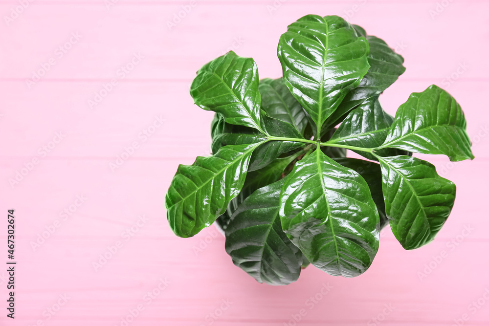 Beautiful coffee tree on color background Stock Photo | Adobe Stock