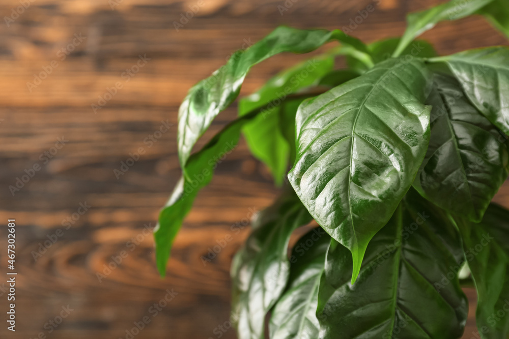 Beautiful coffee tree on wooden background, closeup Stock Photo | Adobe ...
