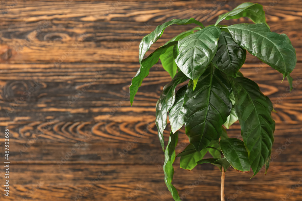 Beautiful coffee tree on wooden background Stock Photo | Adobe Stock