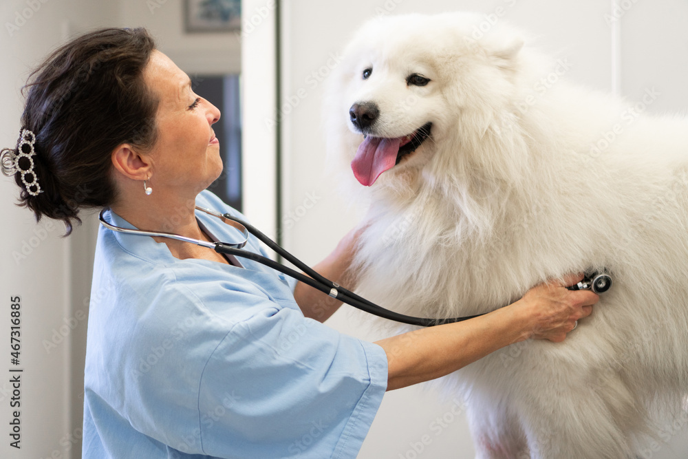A purebred Samoyed is at the medical examination in the Veterinary ...