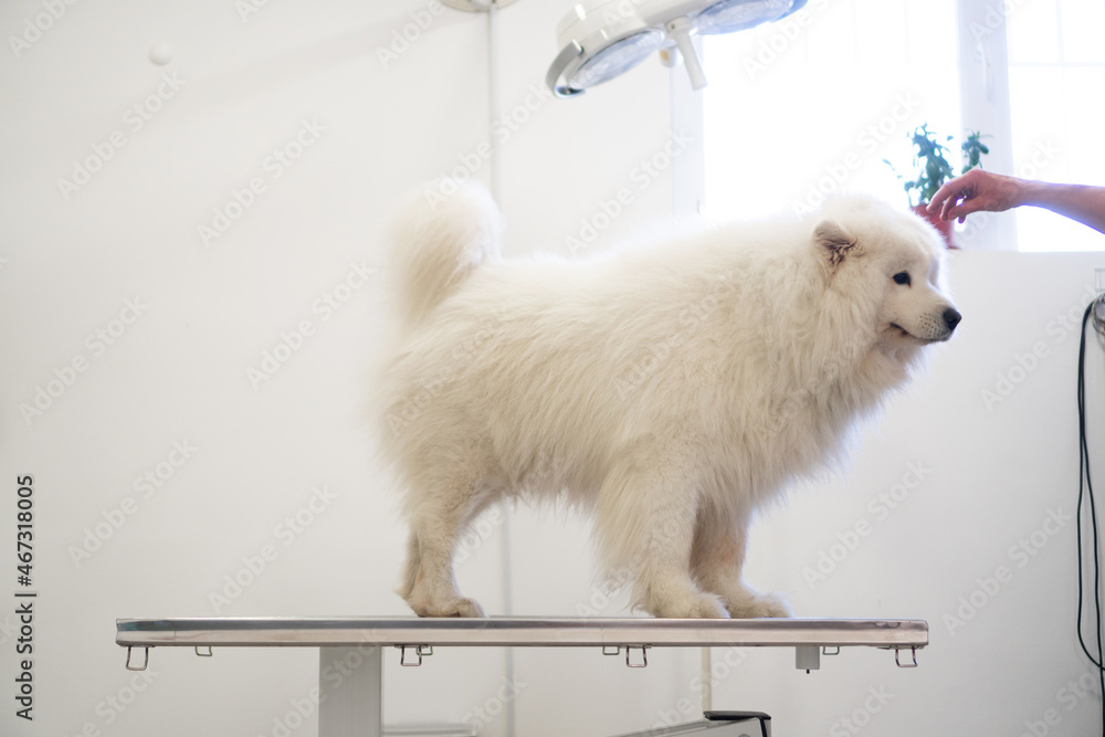 A purebred Samoyed is at the medical examination in the Veterinary ...