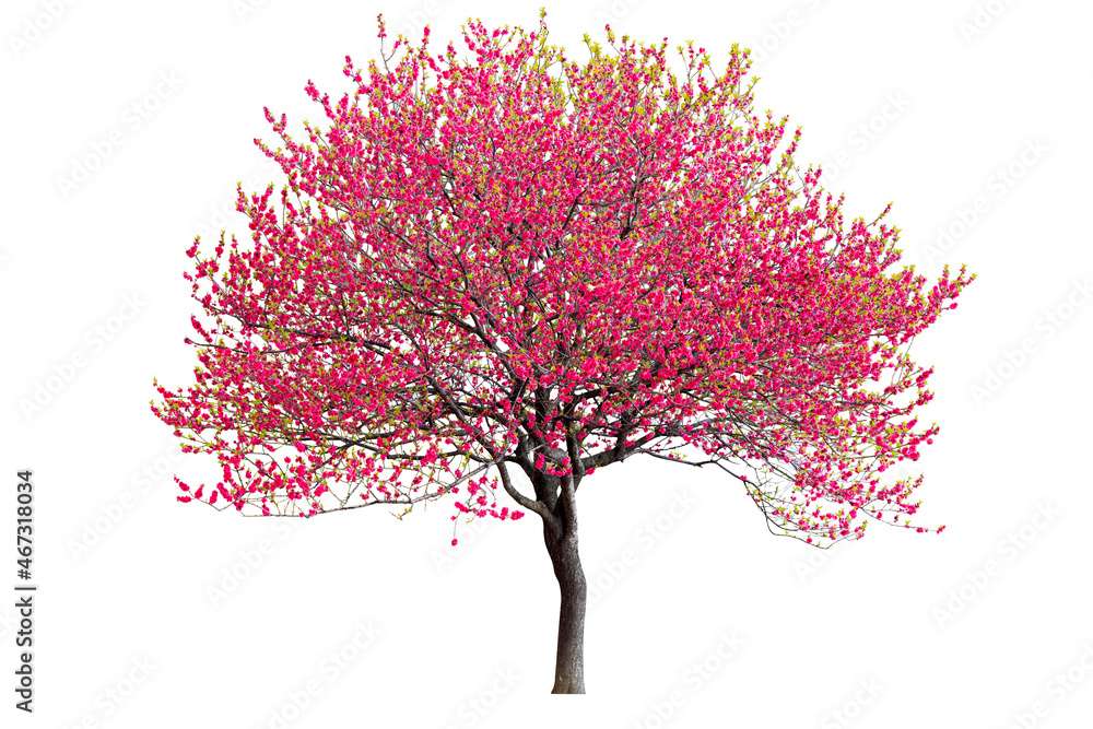 Cherry blossom tree with purple flowers isolated on white background ...