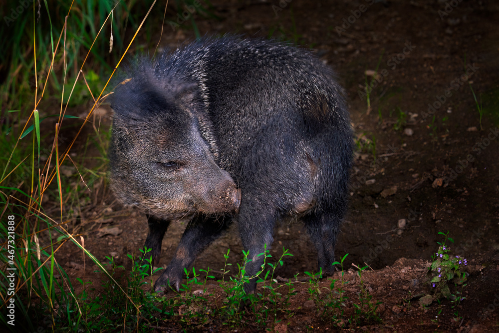Collared peccary, Pecari tajacu, wild animal in the nature habitat ...