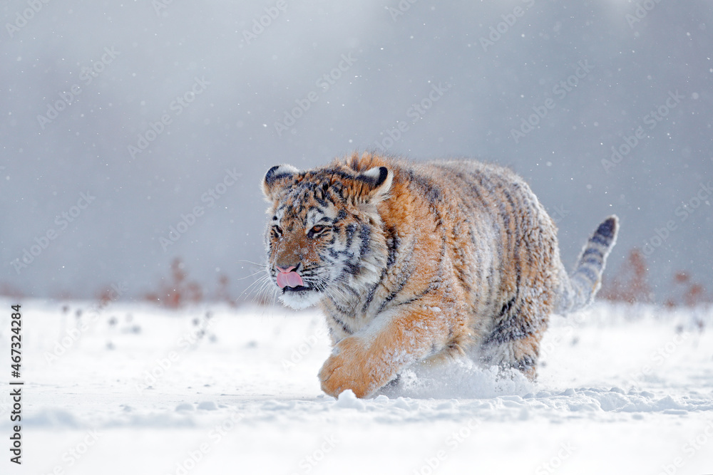 Tiger in wild winter nature, running in the snow. Siberian tiger ...