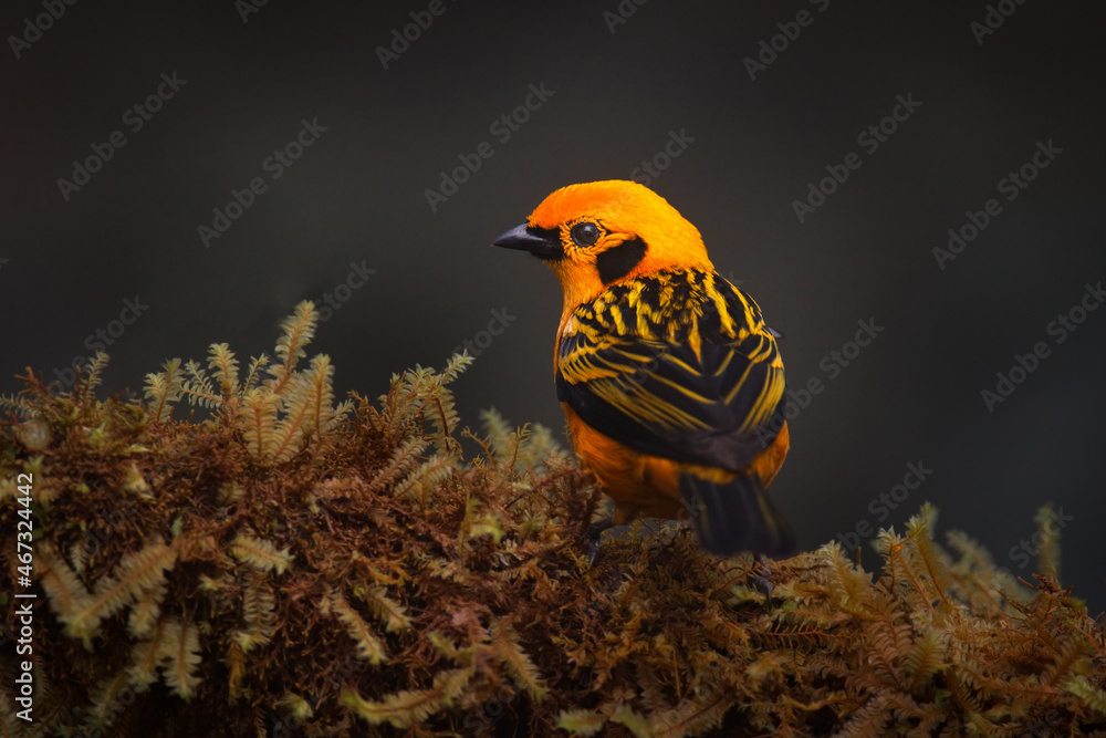Tanager in the green forest, wildlife nature. Golden tanager, Tangara ...