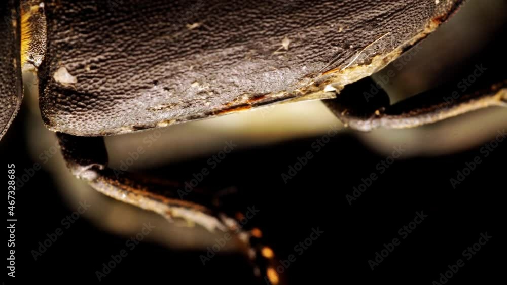 Macro footage of stag beetle under microscope on mirror surface who is ...
