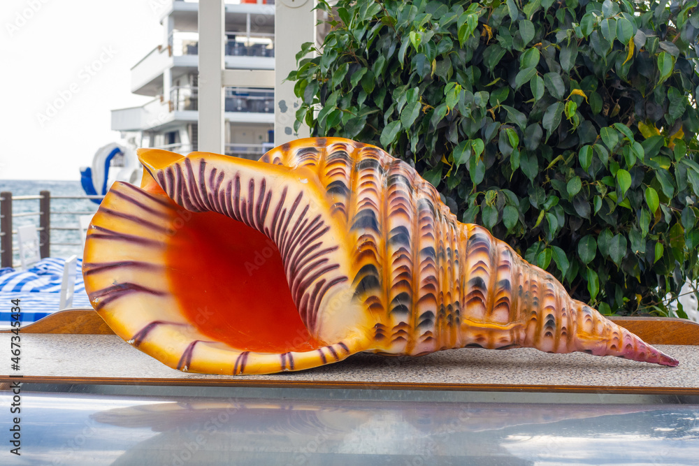 Foto de Paphos, Cyprus, 01.11.2021. Sea clam shell at a seafood ...