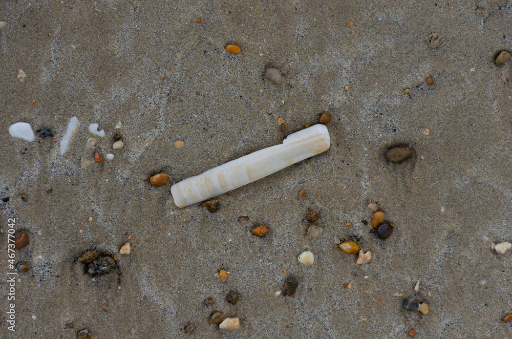 sea shell Solen marginatus wahsed ashore on beach Stock Photo | Adobe Stock
