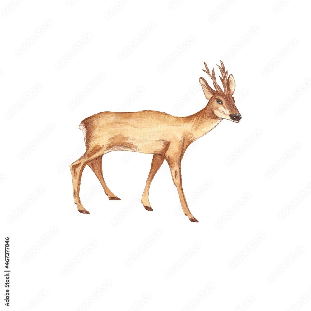 Watercolor illustration of a roe deer, on a white background, isolated ...