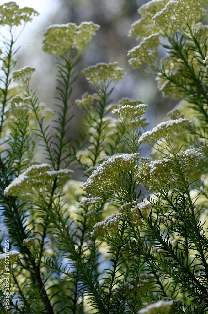 Plakat Australian native rice flower Ozothamnus diosmifolius, family ...