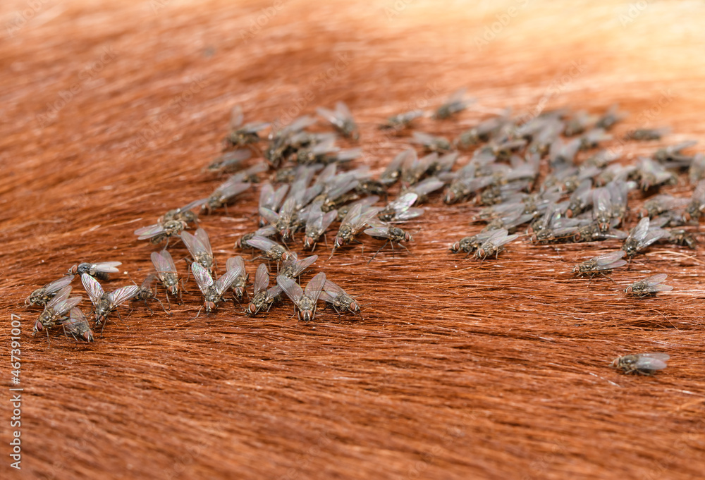 Group of blood sucking Horn flies on the neck of a horse; these flies ...