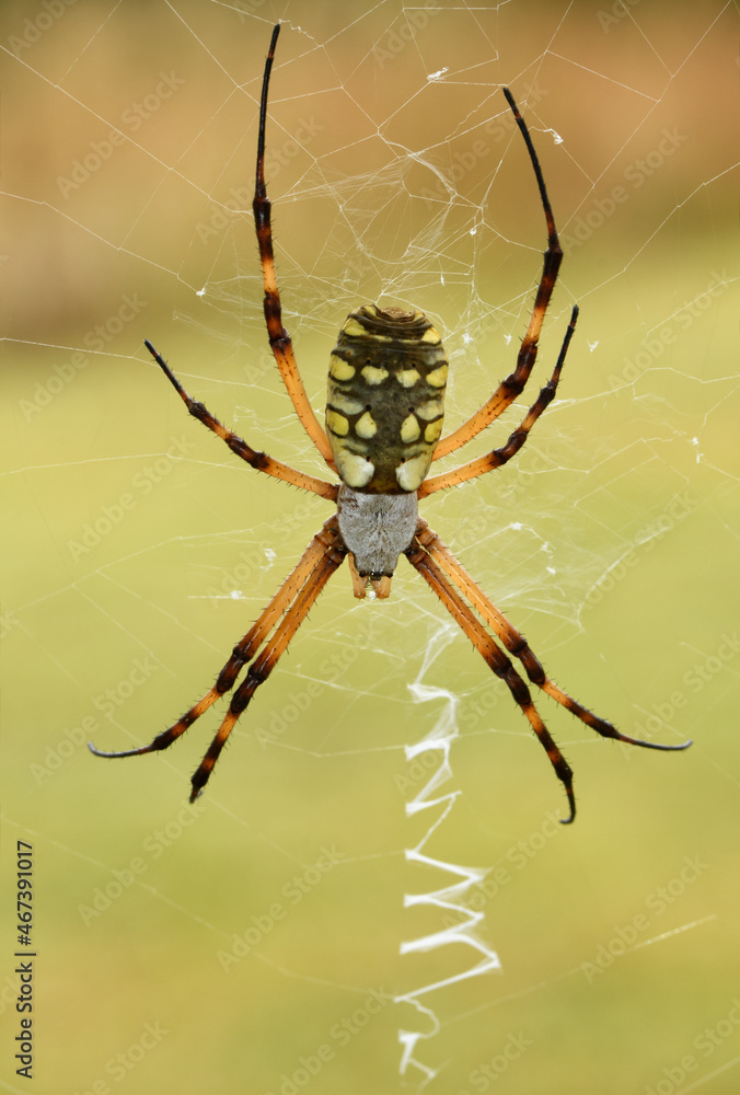 Argiope Aurantia