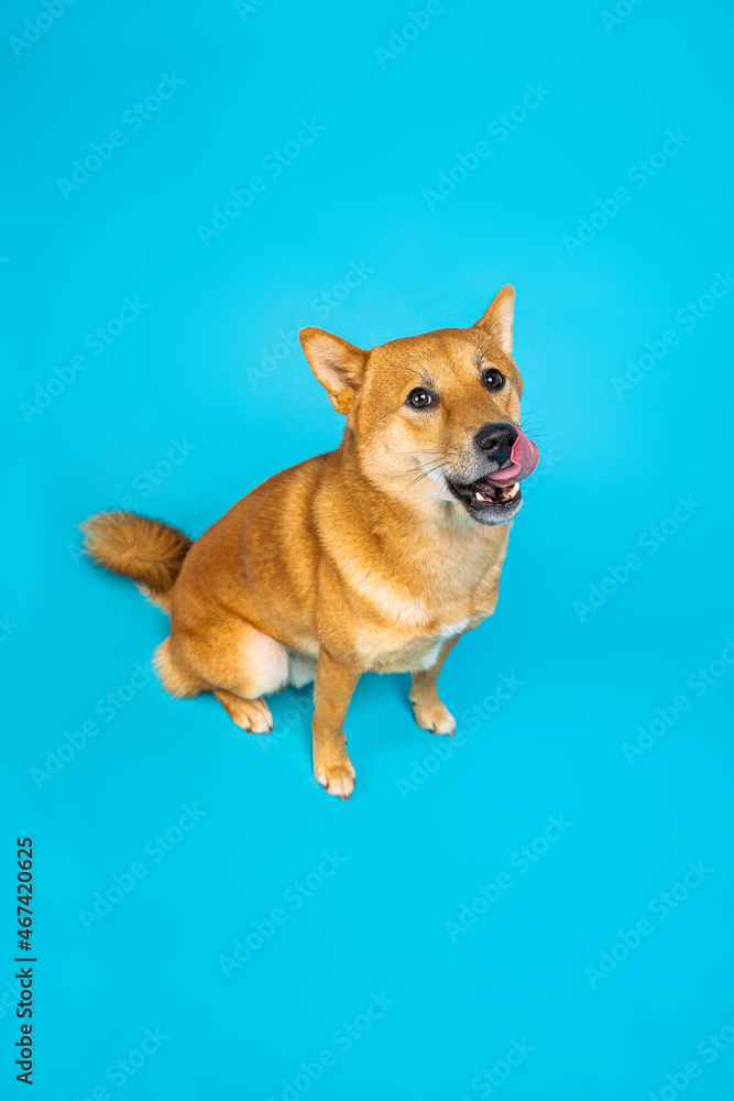 Smiling licking Dog sitting side profile on blue profile Shiba Inu on ...
