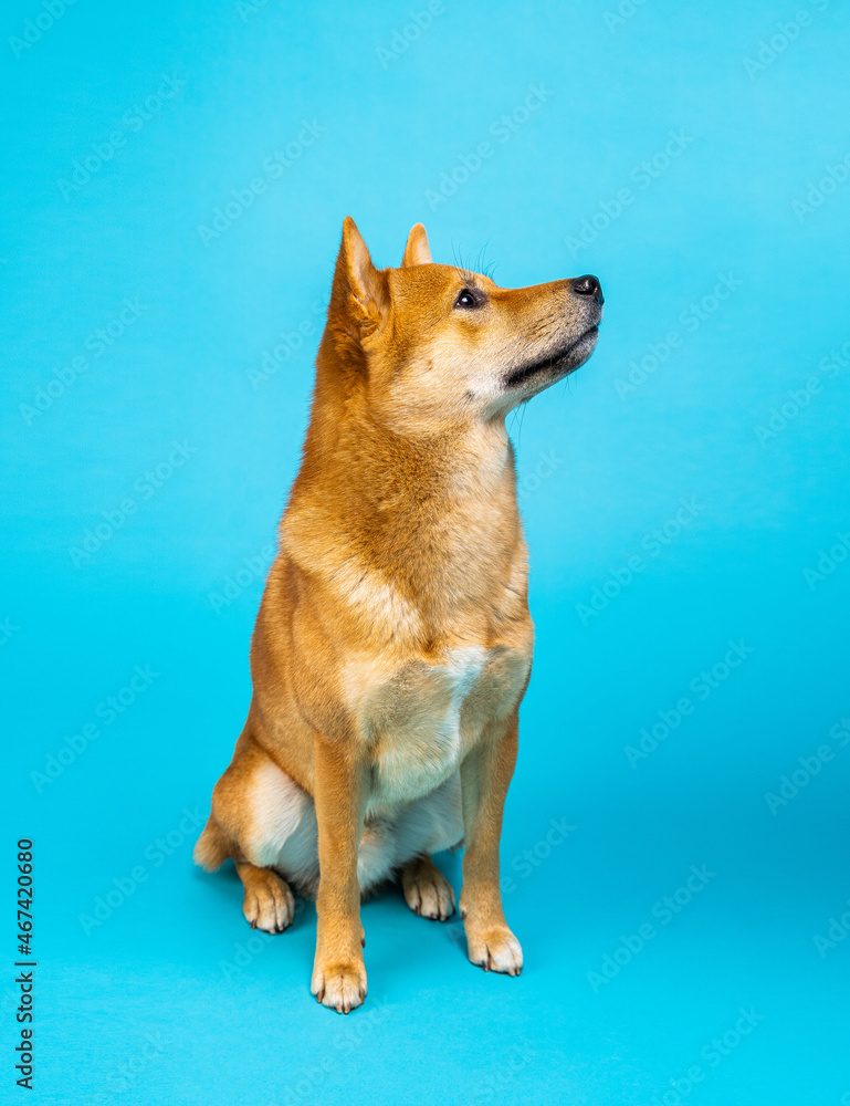 Dog sitting on blue profile Shiba Inu on blue background. Cute orange ...
