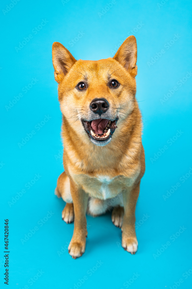 Adorable dog Shiba Inu looking at camera with open mouth. Blue ...