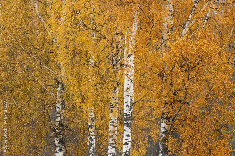 Lush Silver birch, Betula pendula trees during autumn foliage in ...