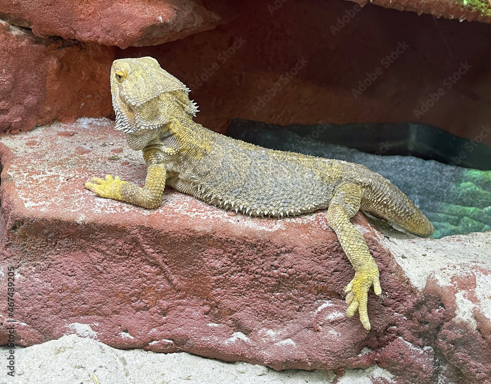 Pogona vitticeps, central bearded dragon or inland bearded dragon, is a ...