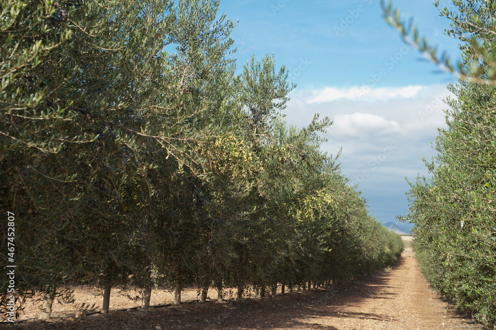 Plantación de olivas. Olivas en fruto. Olivares en flor con aceitunas ...