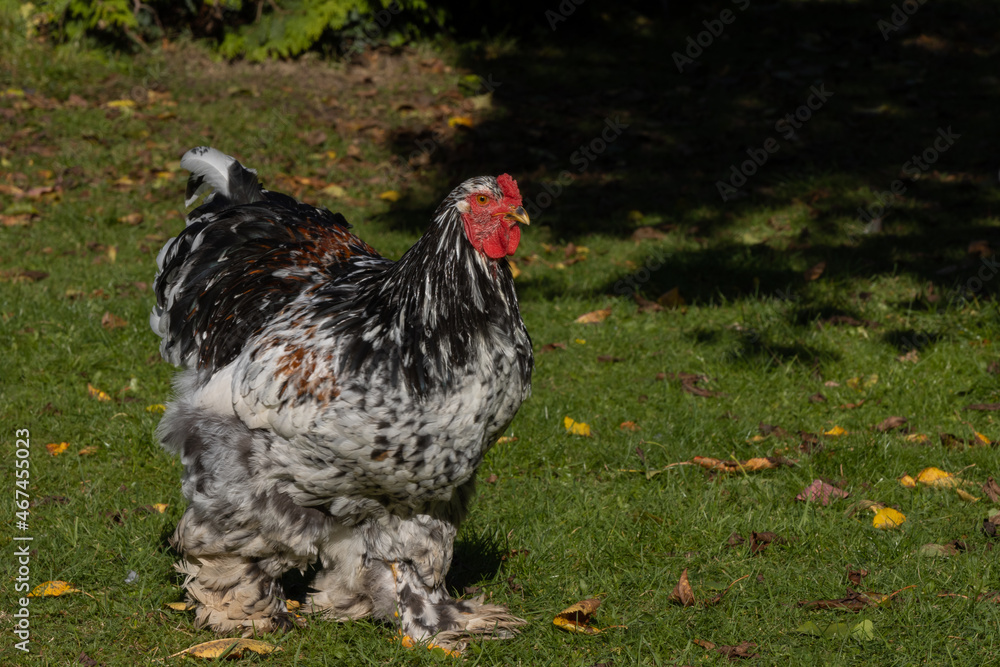 Foto de Giant porcelain Brahma rooster with feathered legs, meat ...