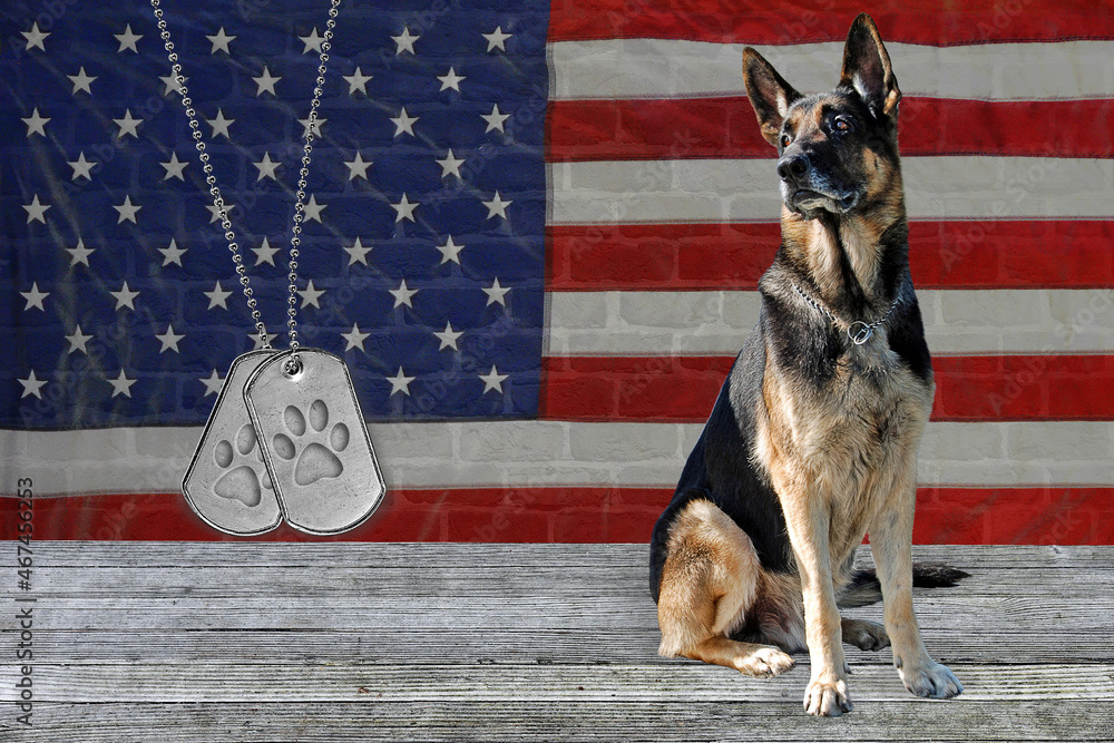 Military dog tags with paw print and German Shepherd dog on American ...