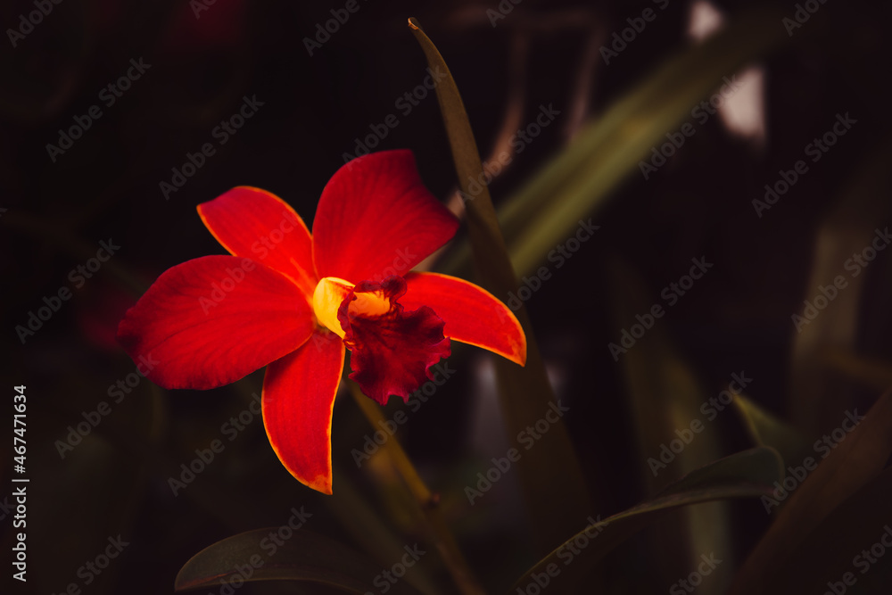 Orchids are a diverse and widespread family of flowering plants, with ...