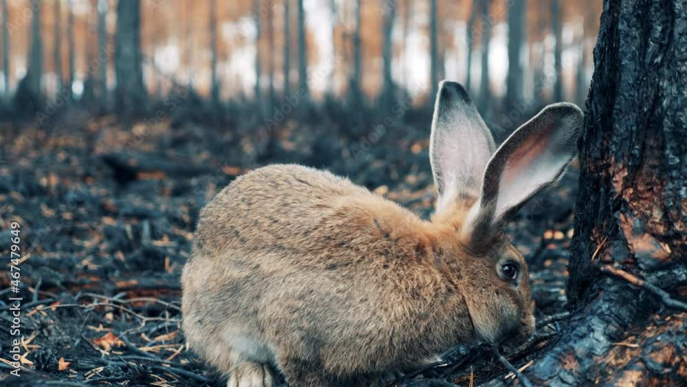 Close up of a rabbit in the burnt-out forest Stock Video | Adobe Stock