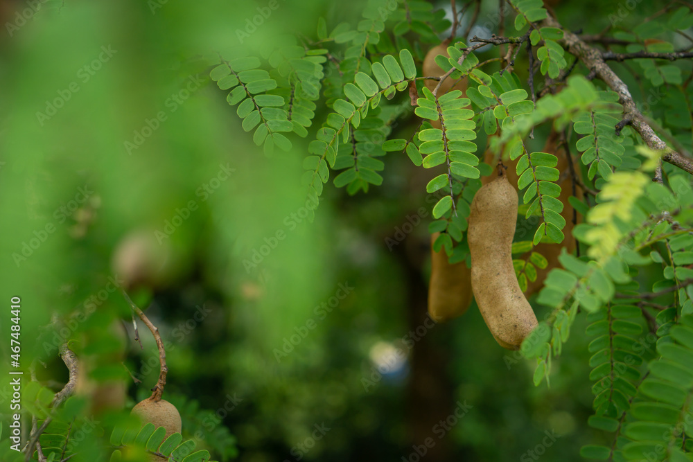 Sweet tamarind and leaf on the tree. Raw tamarind fruit hang on the ...