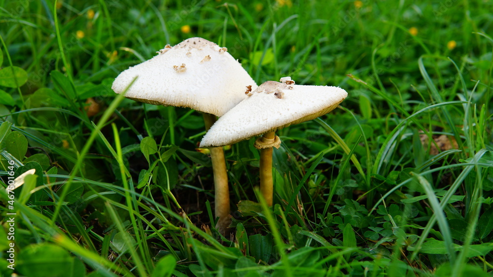 Green-spore Parasol ( Chlorophyllum molybdites ). A kind of widespread ...