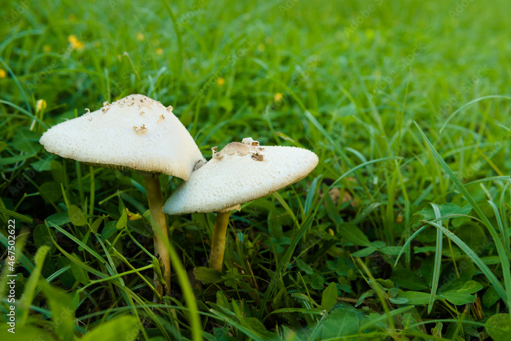 Foto de Green-spore Parasol ( Chlorophyllum molybdites ). A kind of ...