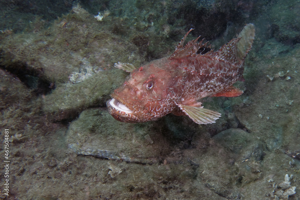 Large-scaled scorpionfish (Scorpaena scrofa) in Mediterranean Sea Stock ...
