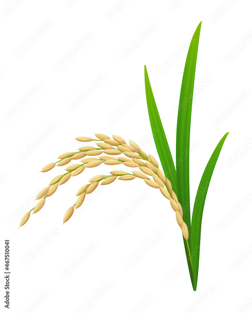 Ear of ripe rice plant (paddy) with green leaves isolated on white ...