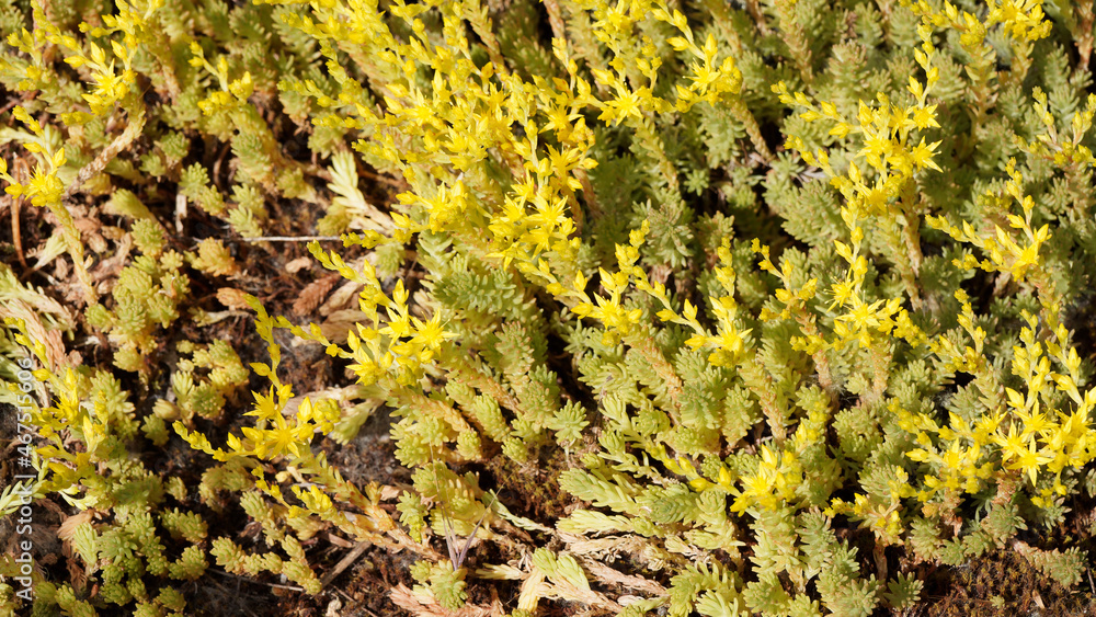 (Sedum acre) Coussin d'Orpin âcre ou poivre des murailles au feuillage ...
