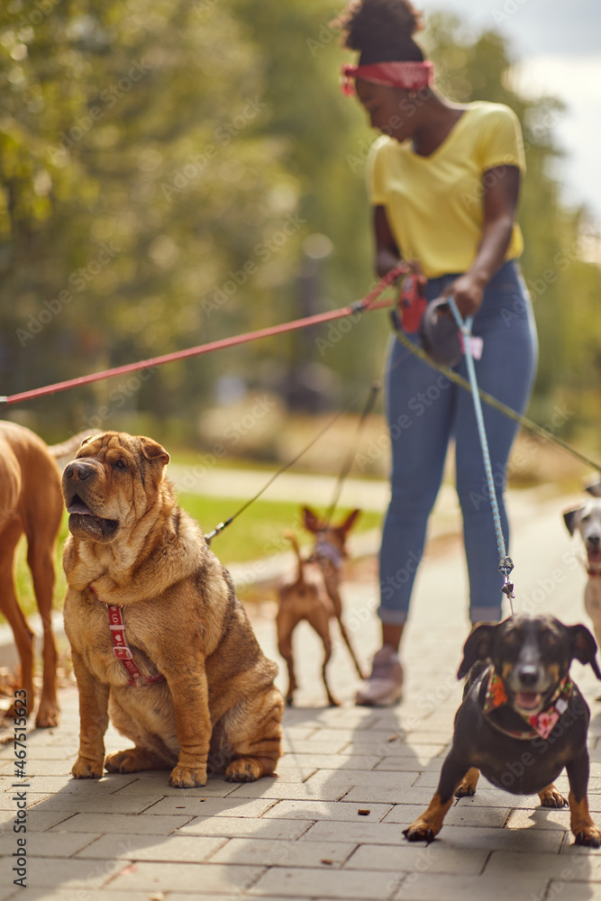 Do I Need A License To Walk Dogs