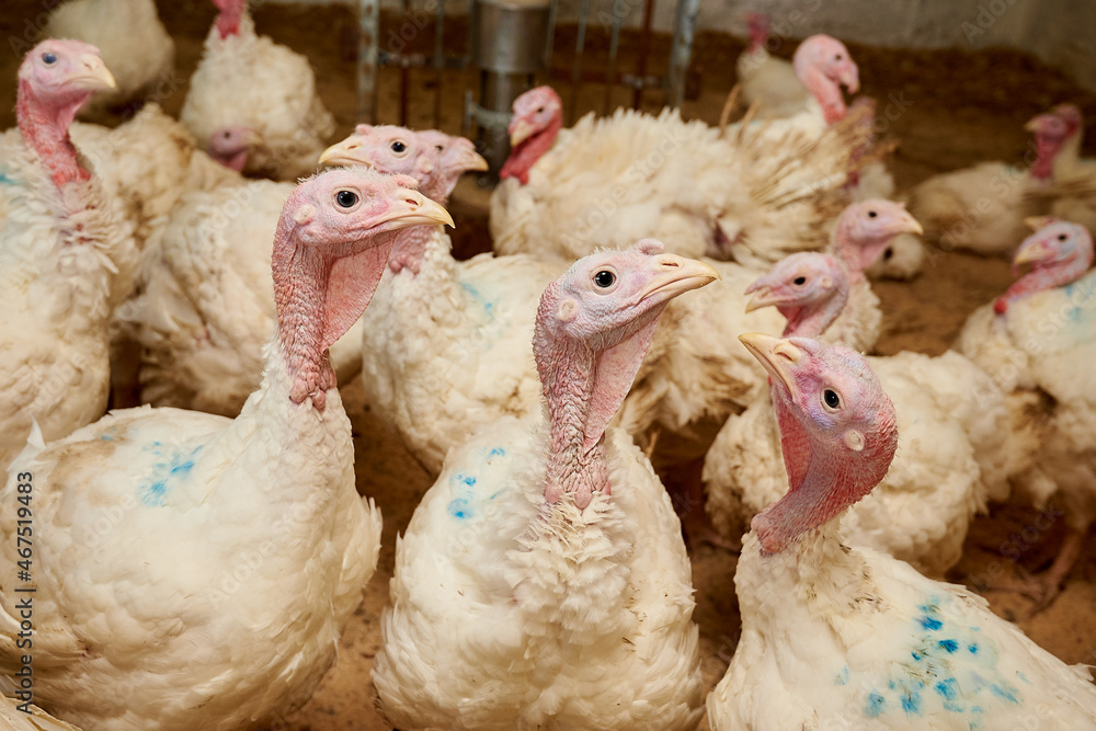 Turkeys in a pen, close-up, raised in captivity. Poultry farm ...