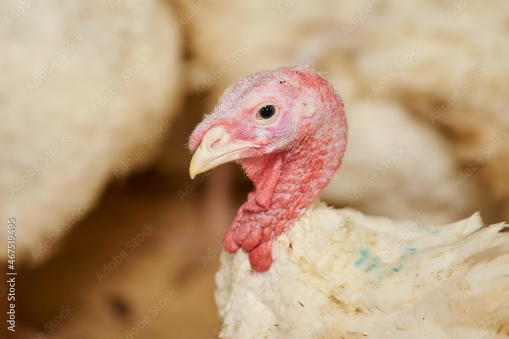 Foto de A close-up of a turkey in a pen, raised in captivity. Poultry ...