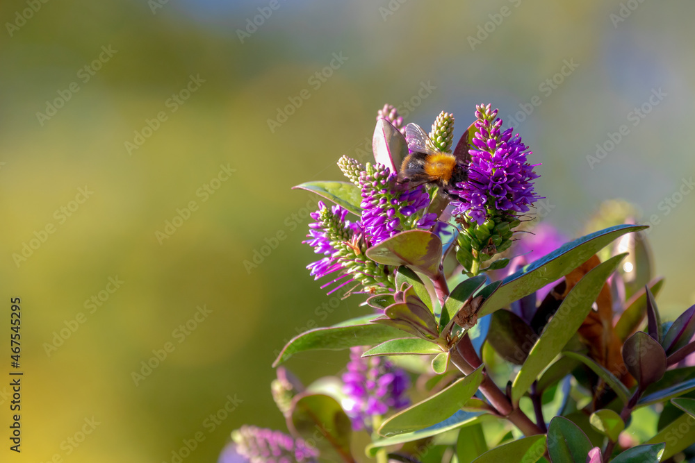 Selective focus of purple blue flowers with small honey bee sucking ...